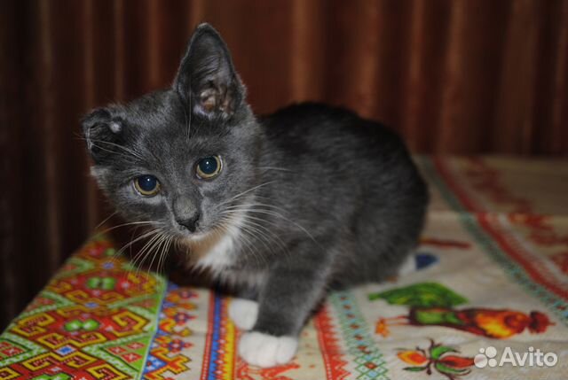 Люди добрые пожалейте, возьмите котенка