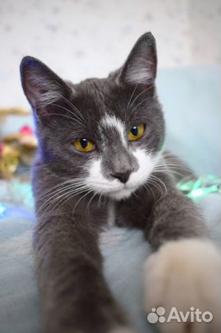 Принцесса Лея котёнок в дар