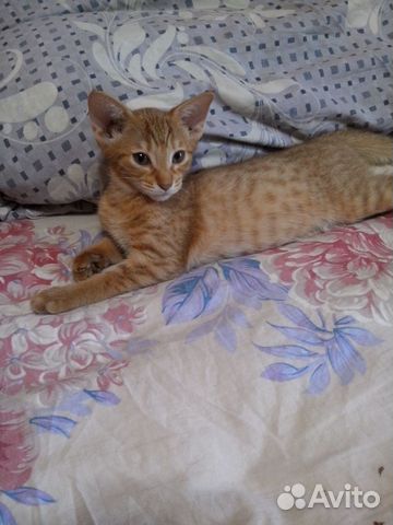 Абиссиночка