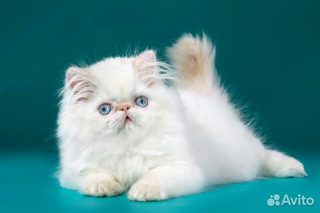 Персидские котята