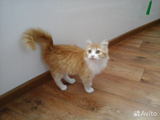 Кошечка с кукольной внешностью