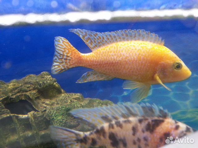 Продам астронотусов.цихлид