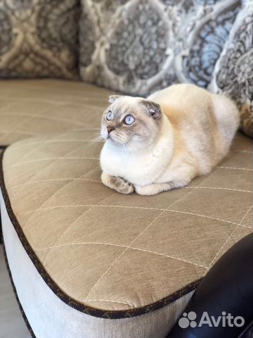 Скотишфолд (Шотландская вислоухая)