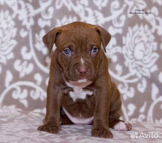 Шоколадные щенки