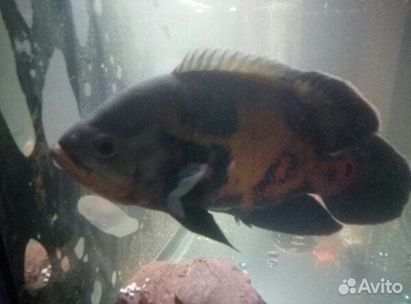 Отдается астронотус