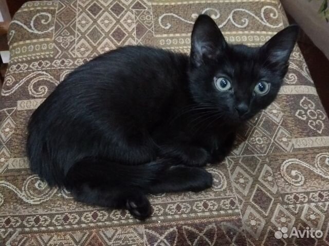 Котеечка в добрые руки