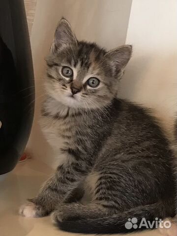 Сибирские драгоценные