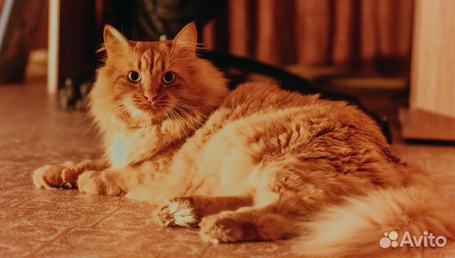 Красивейший кот