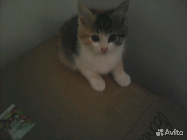 Котёнок Сказочная Трёхцветка