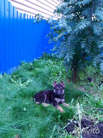 Щенок немецкой овчарки