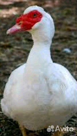 Идоутаки и индоуточки