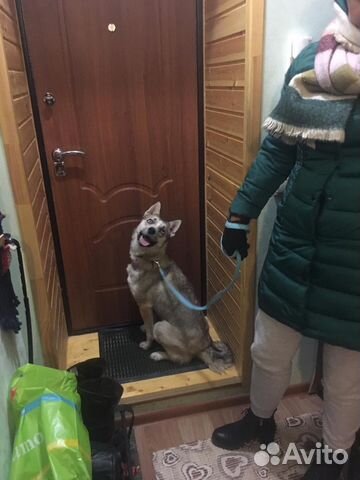 Собака-девочка метис хаски