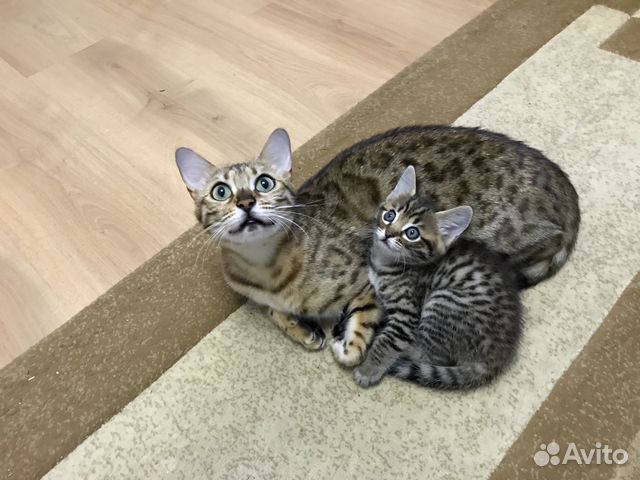 Бенгальская малышка