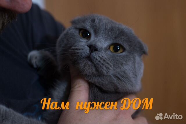 Шотландская