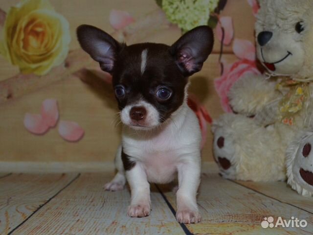 Классная девчуля