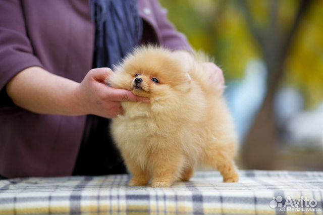 Шпицы померанские шикарные щенки