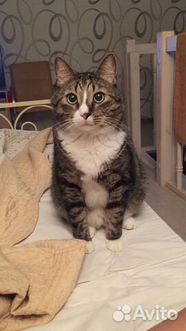 Кот