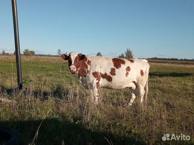 Продам айширских коров
