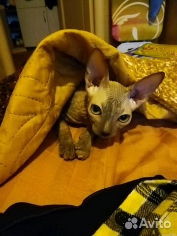 Котята донского сфинкса