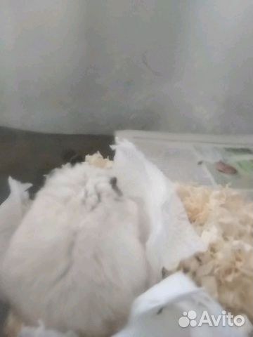 Сирийский хомячёк