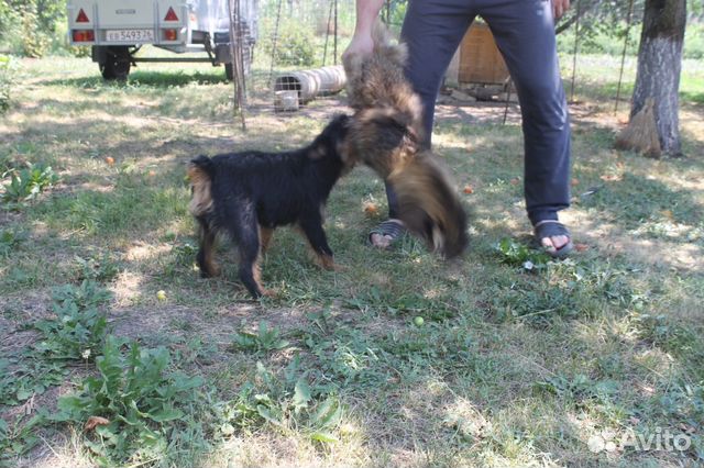 Пропала собака