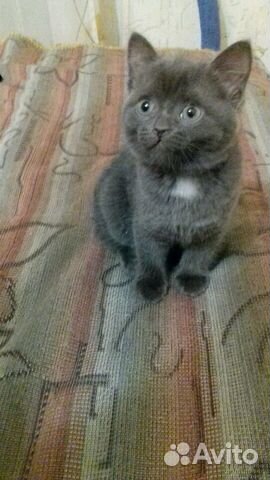 Котёнок