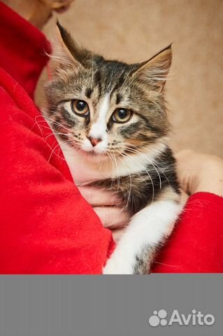 Котёнок девочка- 4,5 мес. -5 мес. На фото крупнее