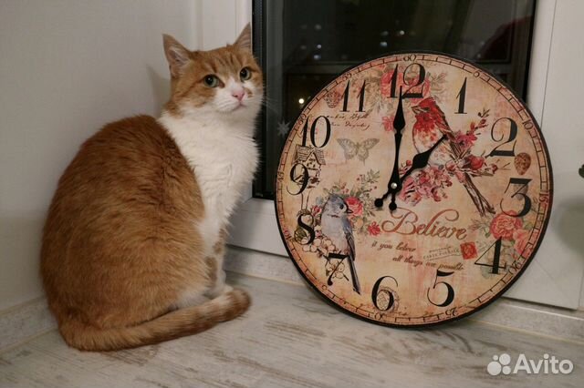 Солнечная кошечка Луша, 1,5-2 года