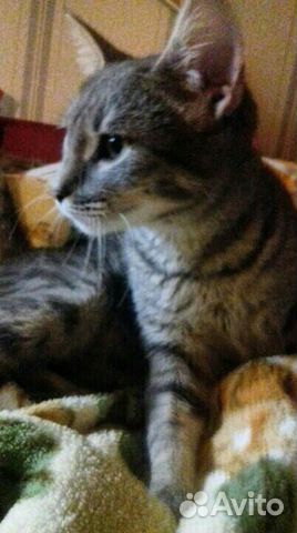 Ласковая 7 месяцев. В дар