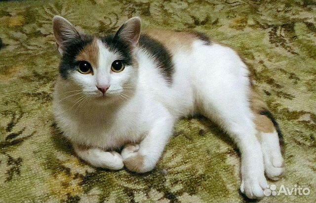 Яркая богаточка ищет дом