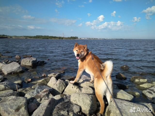 Сиба-Ину