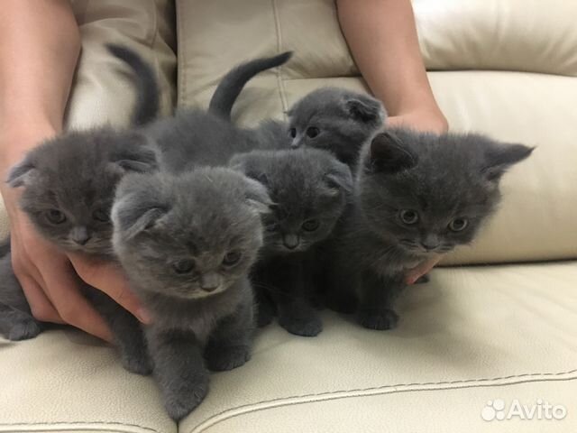 Продам котят