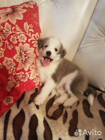 Щенок ищет хозяина