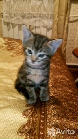 Отдам в добрые руки