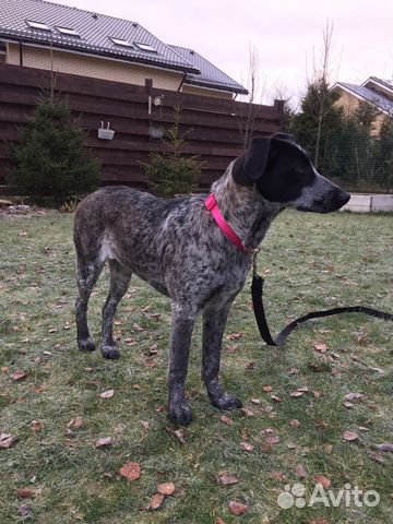 Курцхаар метис