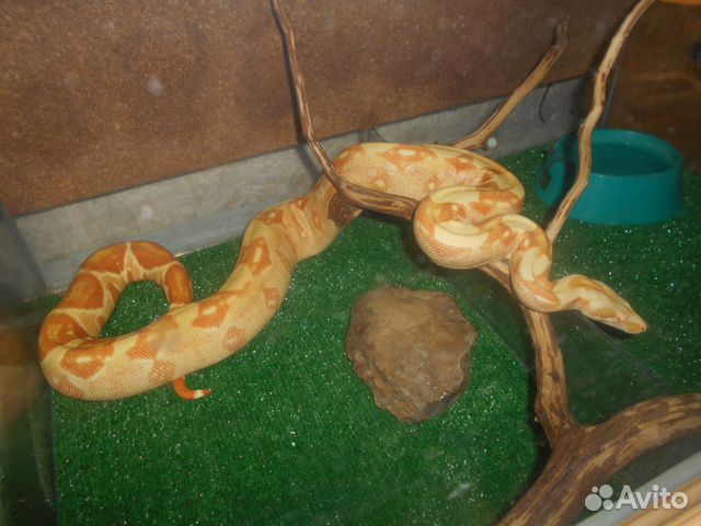 Удав - альбинос (самка)