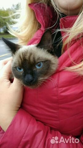 Породистый тайский котенок ищет дом