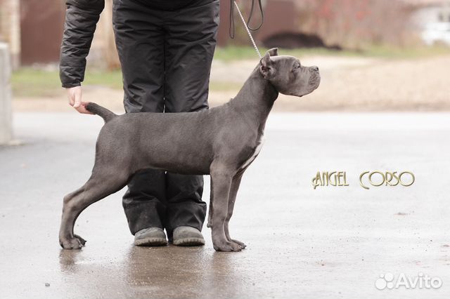 Фантастически красивая кане корсо