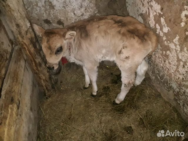 Продам телочку 3 недели