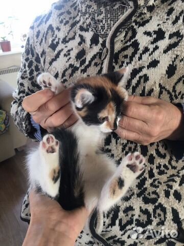 Котёнок девочка в добрые руки