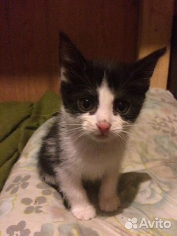 Котята в любящие руки