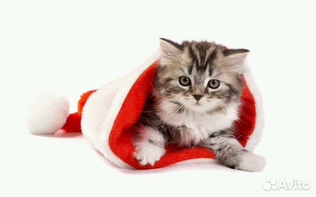 Котята на новый год