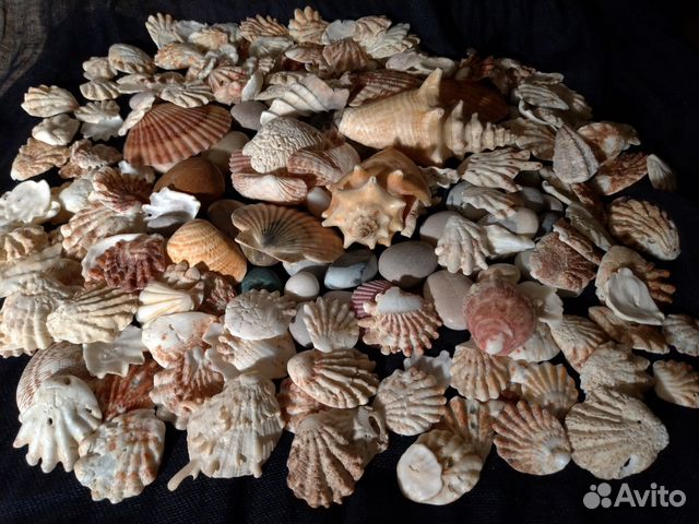 Морские ракушки для аквариума