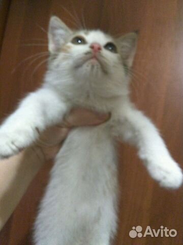 Котёнок трёх шерстный