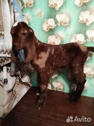 Продается голубоглазая козочка