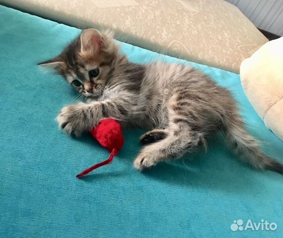 Котёнок бесплатно