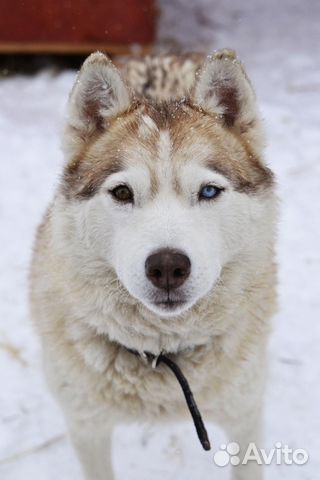 Красавица Хася ищет дом