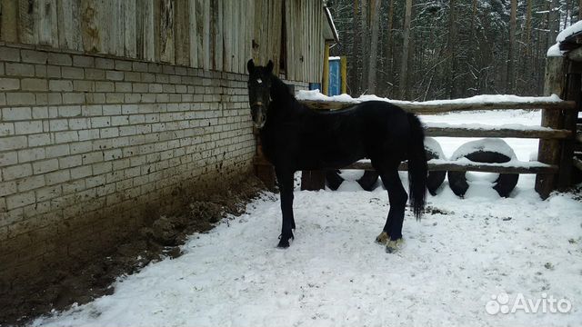 Продаю лошадь