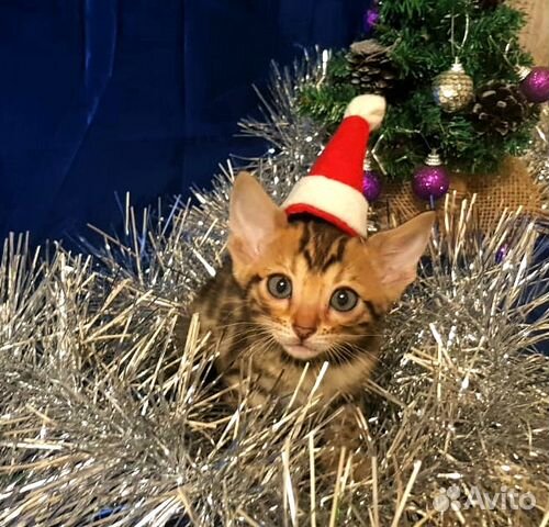 Новогодние бенгальские девченки огонечки