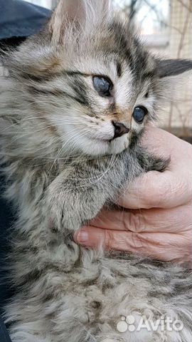 В добрые руки